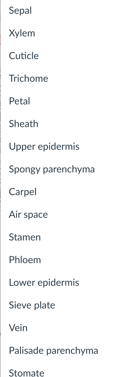 Solved Fig. 3. Paradermal leaf section. Match structure 1-13 | Chegg.com