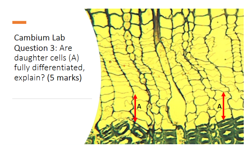 Solved Cambium Lab Question 3: Are daughter cells (A) fully | Chegg.com