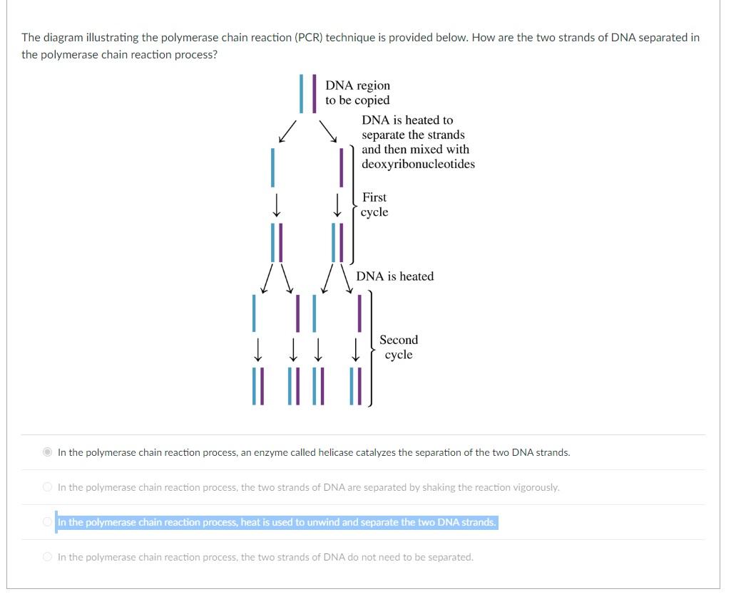 Solved The diagram illustrating the polymerase chain | Chegg.com