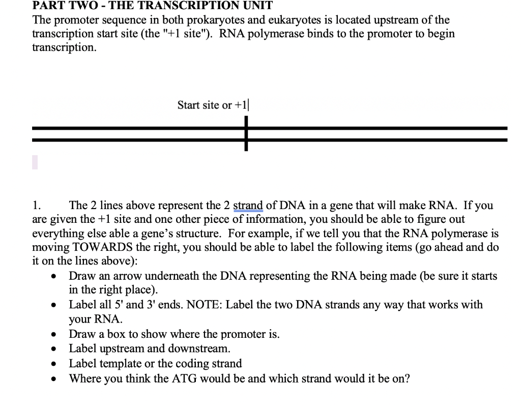 Solved PART TWO - THE TRANSCRIPTION UNIT The promoter | Chegg.com