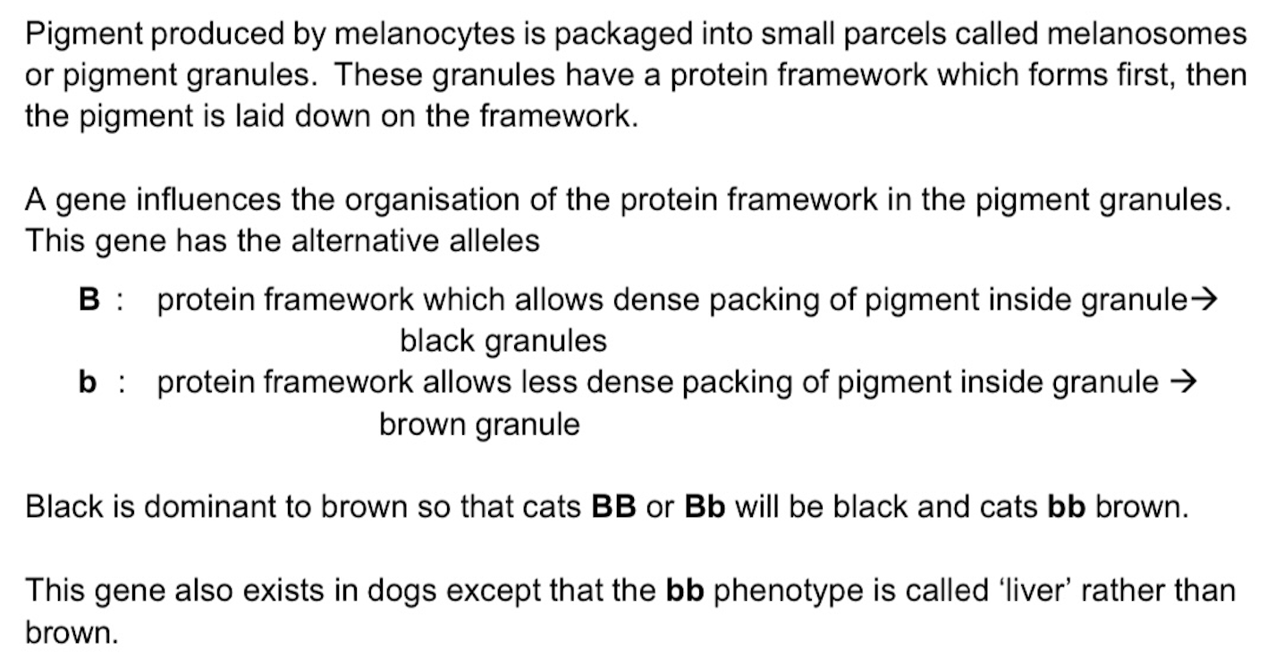 Solved What is the genotype of the tabby cat with respect to | Chegg.com