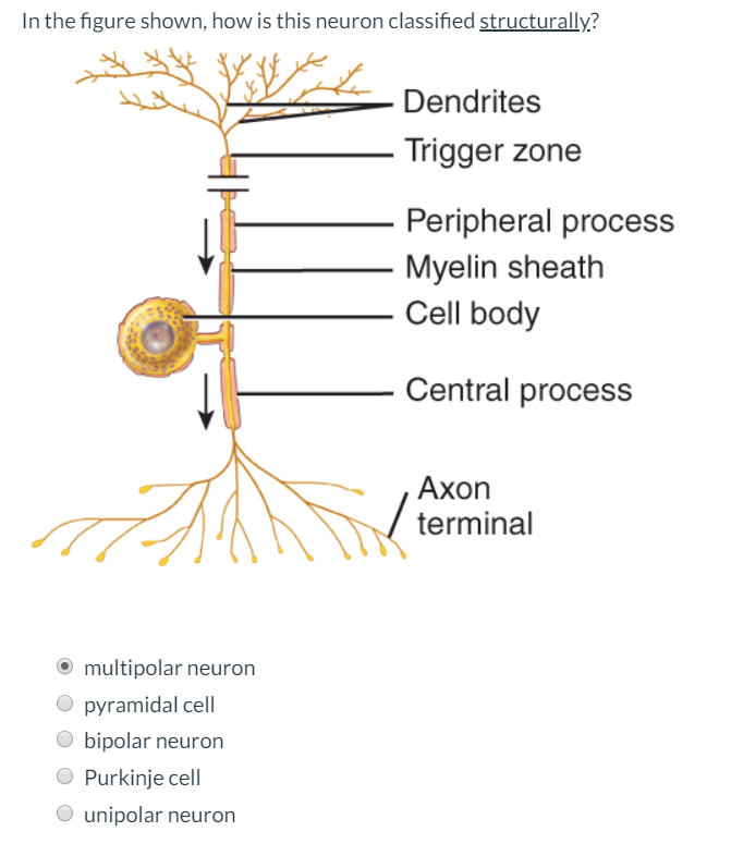 Solved In the figure shown, how is this neuron classified | Chegg.com