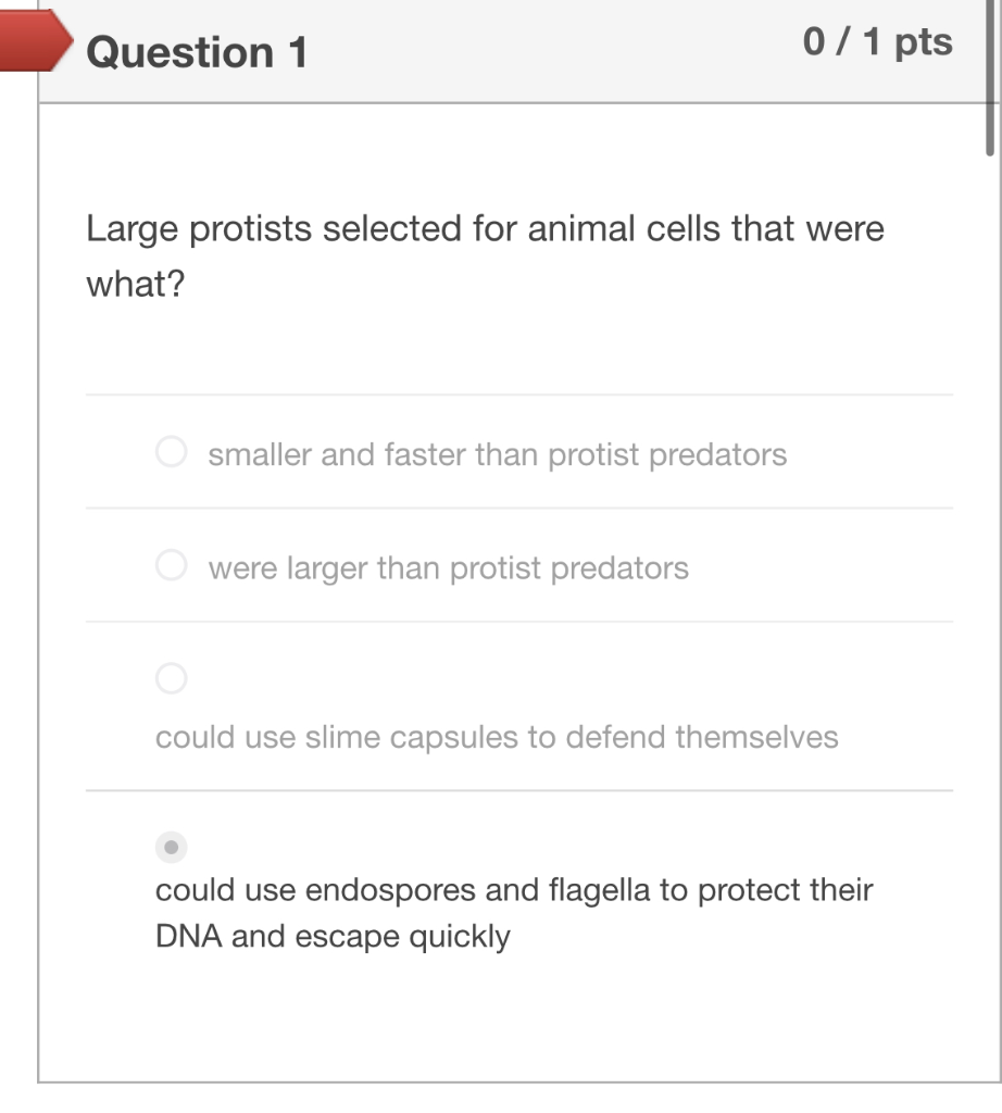 Solved Large protists selected for animal cells that were | Chegg.com