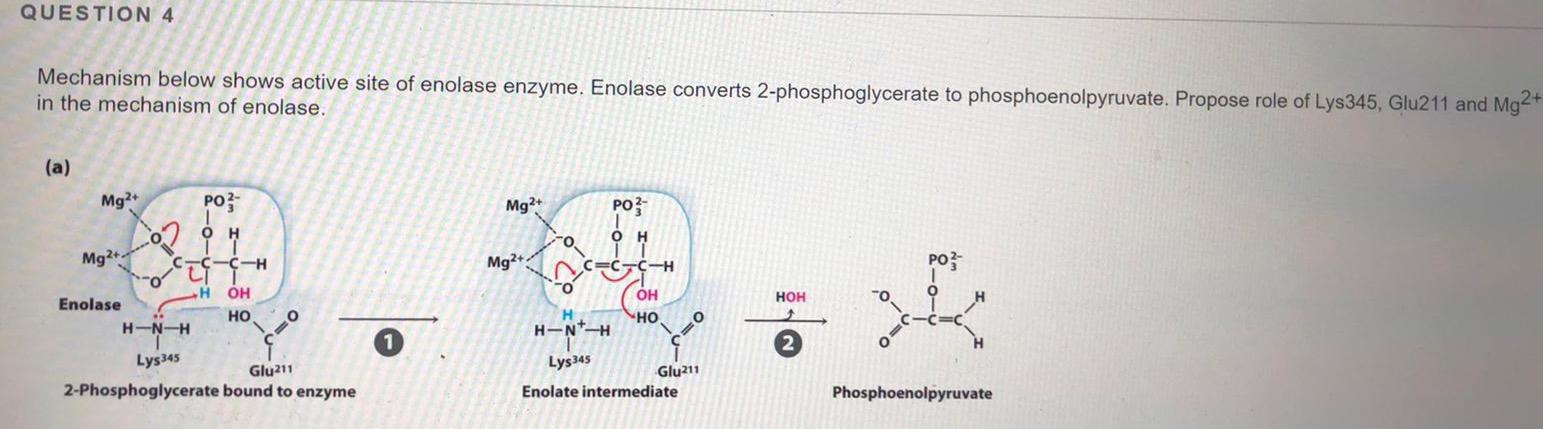 Solved QUESTION 4 Mechanism below shows active site of | Chegg.com