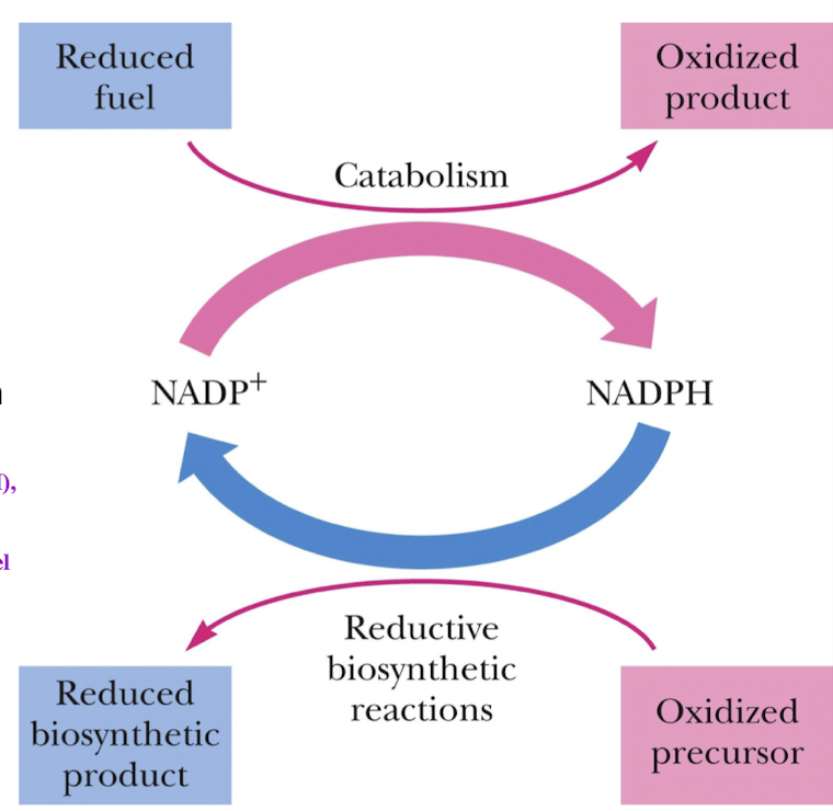 Solved Can anyone explain the role of NADPH and NADH as | Chegg.com