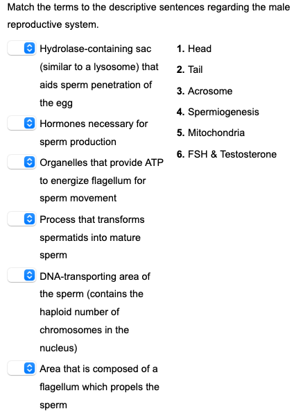 Solved Match the terms to the descriptive sentences | Chegg.com
