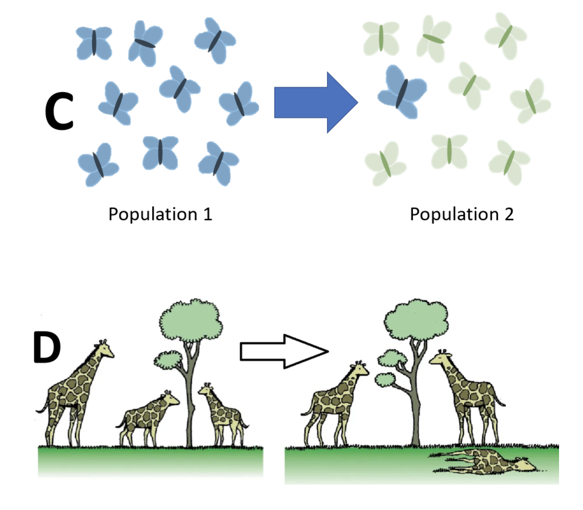 Solved The images below depict different evolution | Chegg.com