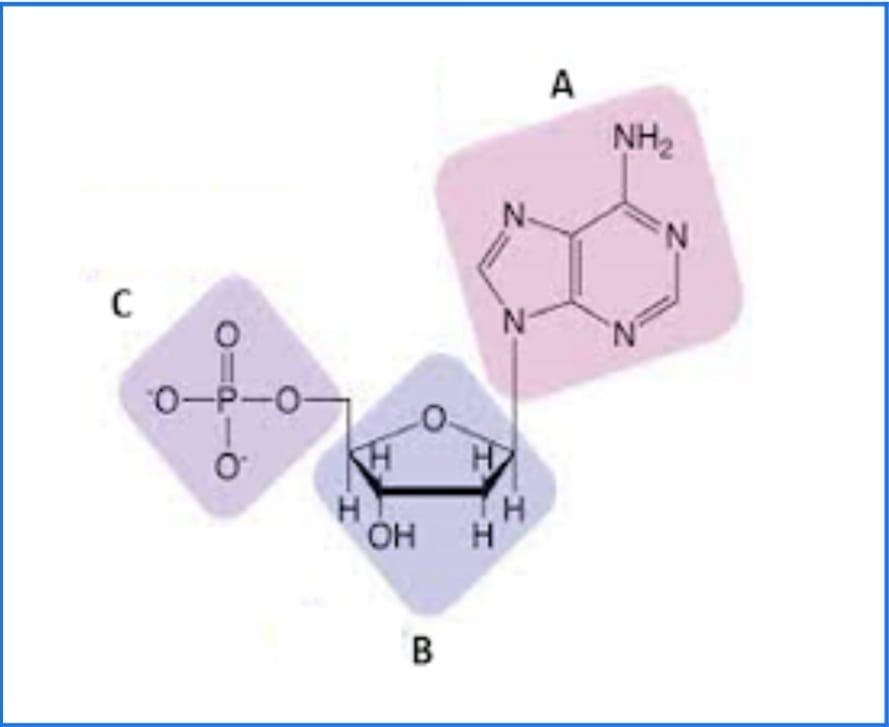 Solved Observe the following diagram carefully and answer | Chegg.com