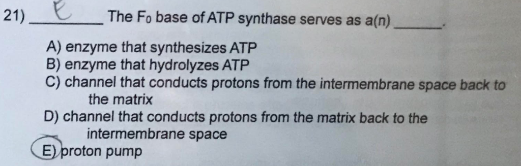 Solved The F0 base of ATP synthase serves as a(n) ____. | Chegg.com