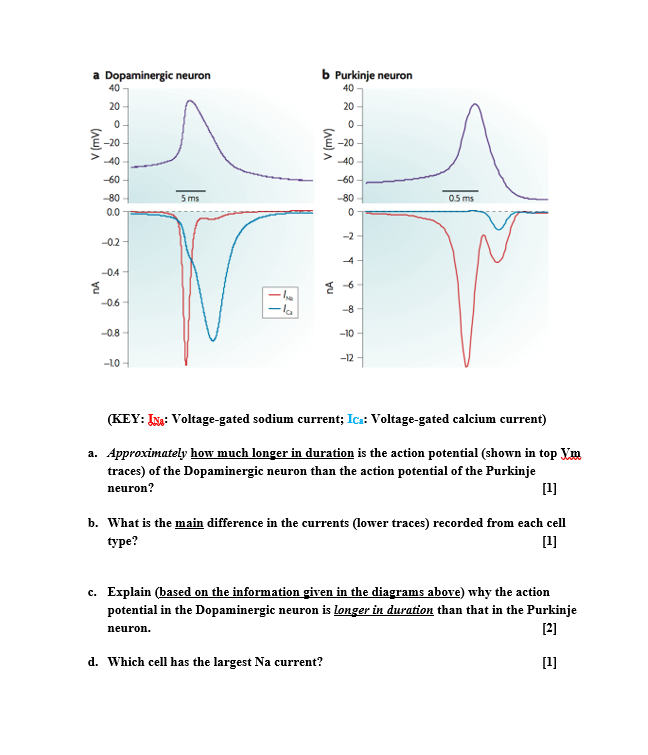 Solved (KEY: INg: Voltage-gated sodium current; ICa : | Chegg.com