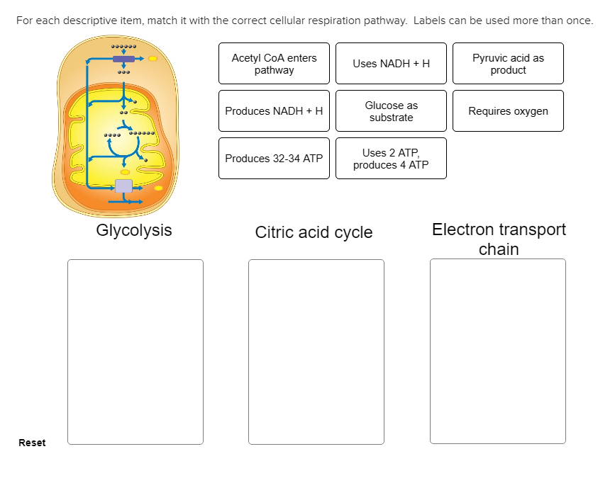 Pyruvic Acid Cellular Respiration