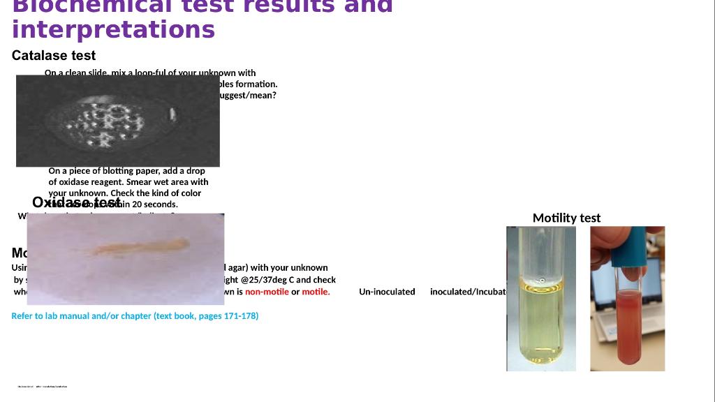 A “Virtual” Unknown Bacteria Identification Phylum | Chegg.com
