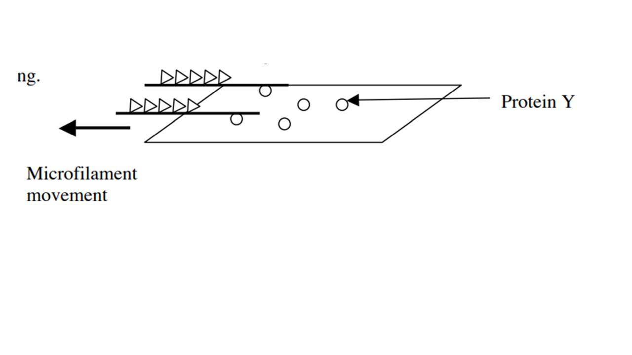 Solved You coat microfilaments with the myosin S1 fragment | Chegg.com