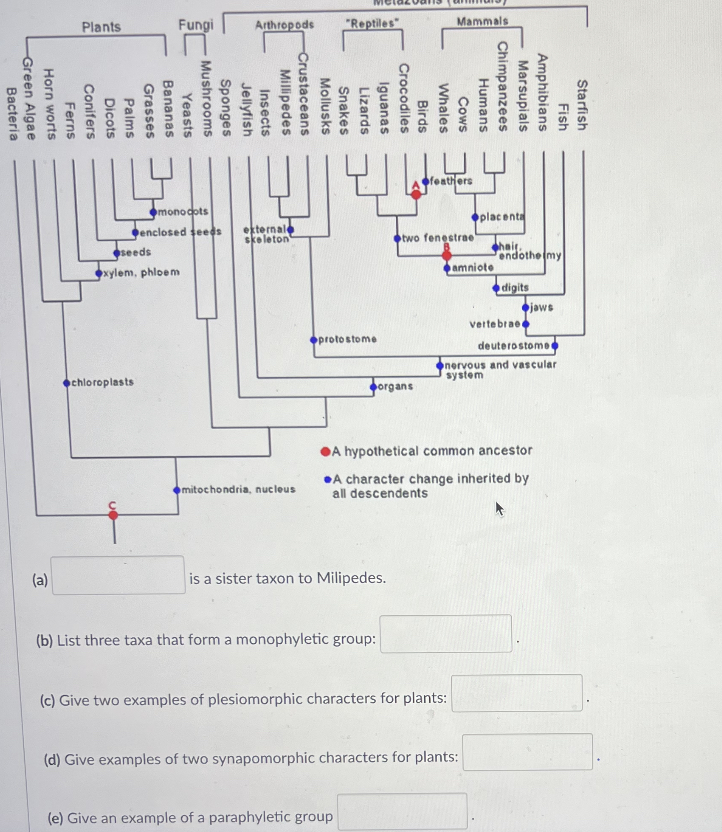 (a) ﻿is a sister taxon to Milipedes.(b) ﻿List three | Chegg.com