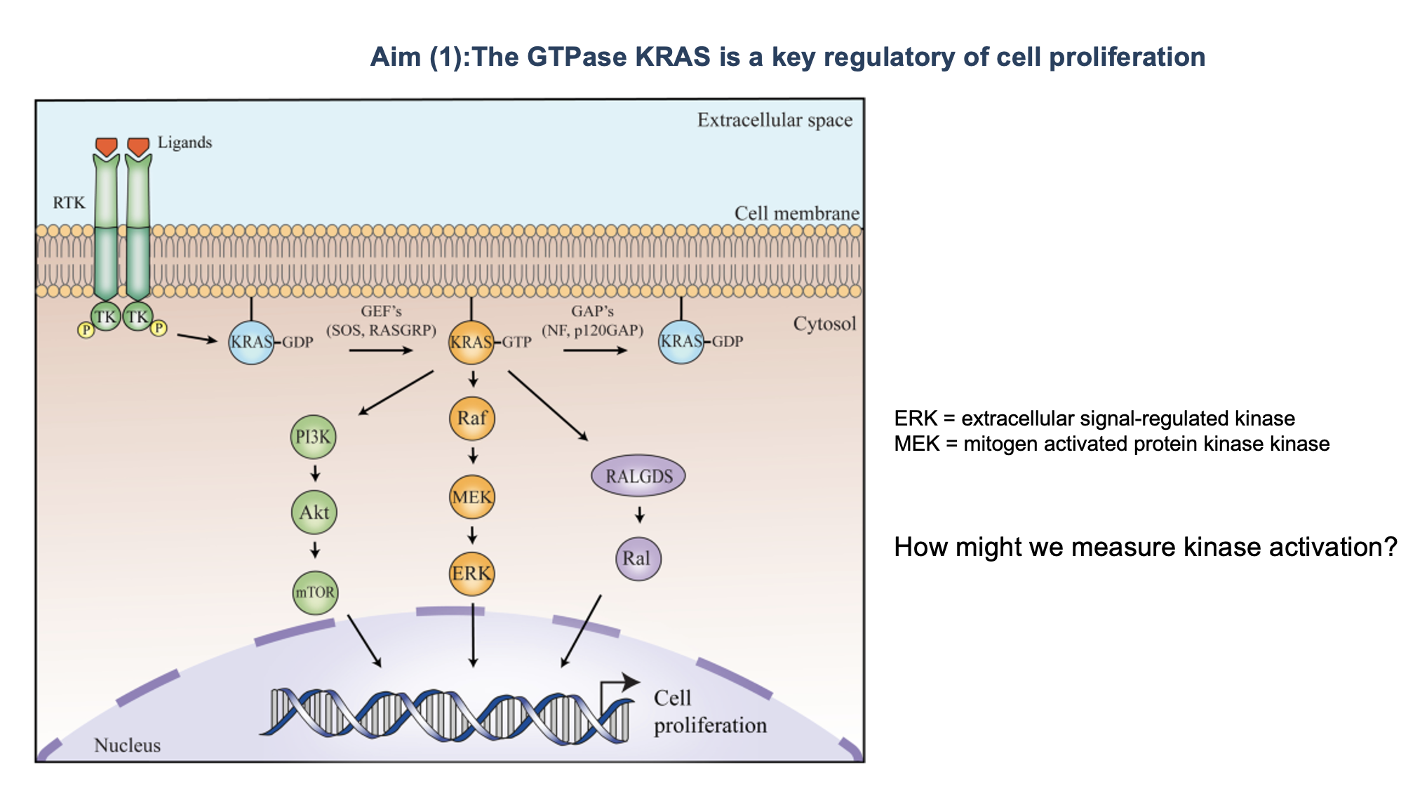 Solved Aim (1):The GTPase KRAS is a key regulatory of cell | Chegg.com