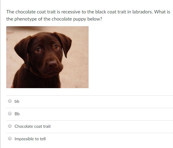 Solved The chocolate coat trait is recessive to the black | Chegg.com