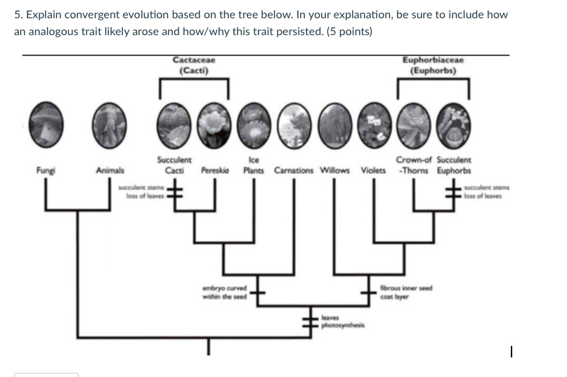 Solved 5. Explain convergent evolution based on the tree | Chegg.com