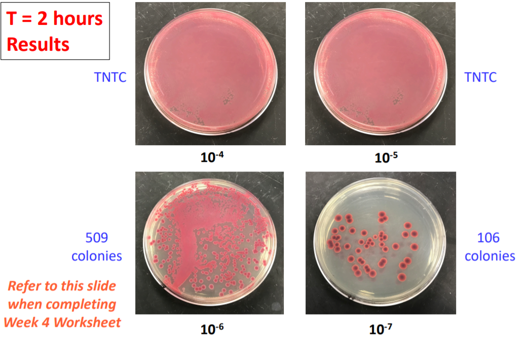 Solved T = 0 hours Results TNTC 518 colonies 10-4 10-5 46 | Chegg.com