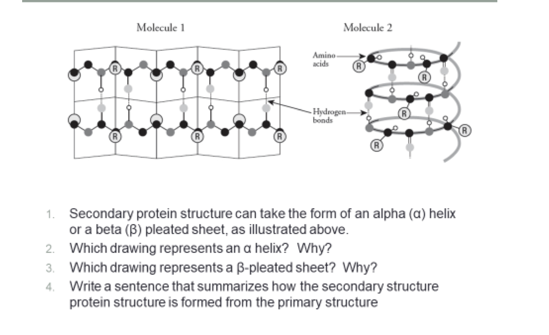 Solved 1. Secondary protein structure can take the form of | Chegg.com