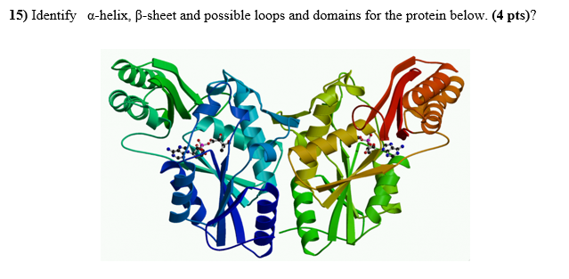Solved 15) Identify a-helix, B-sheet and possible loops and | Chegg.com