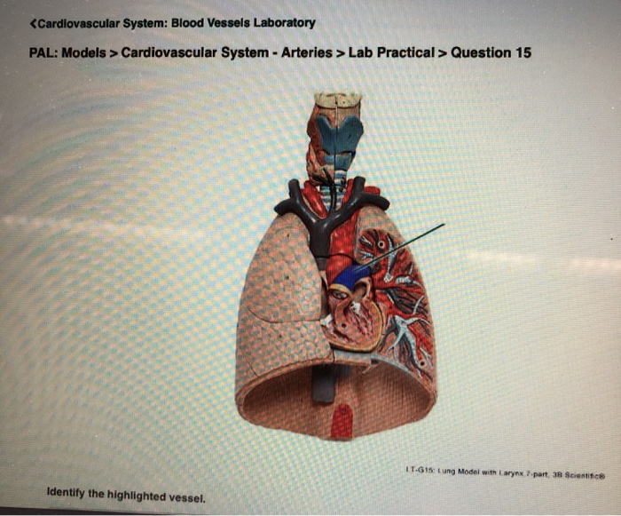 Cardiovascular System: Blood Vessels Laboratory PAL: | Chegg.com