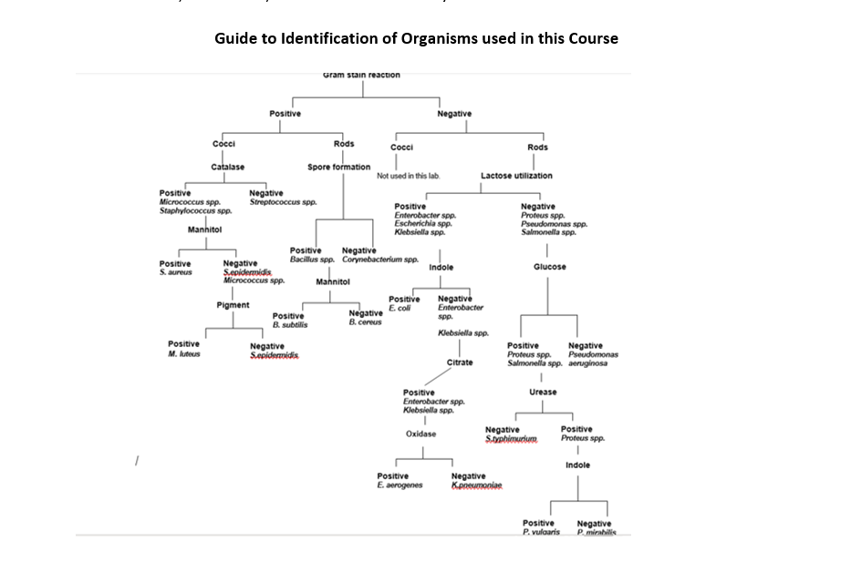 Solved PART D BACTERIAL IDENTIFICATION PROJECT Exercise 10 Chegg