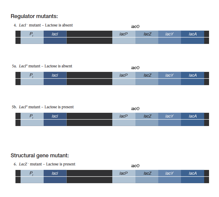 Solved For the lac operon wild-type and mutant strains | Chegg.com