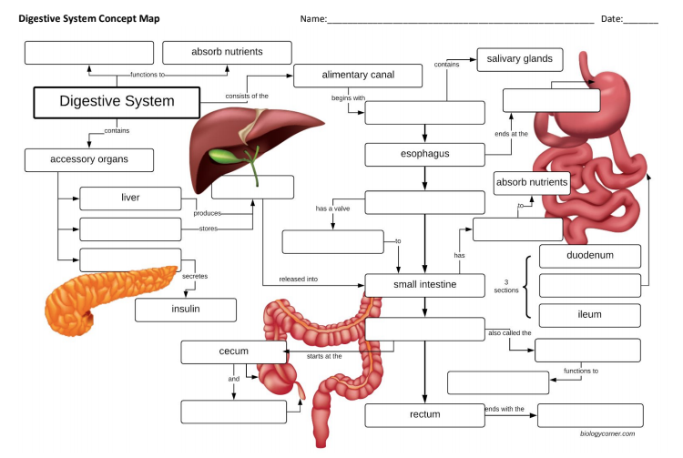 Solved Digestive System Concept Map Name: Date: absorb | Chegg.com
