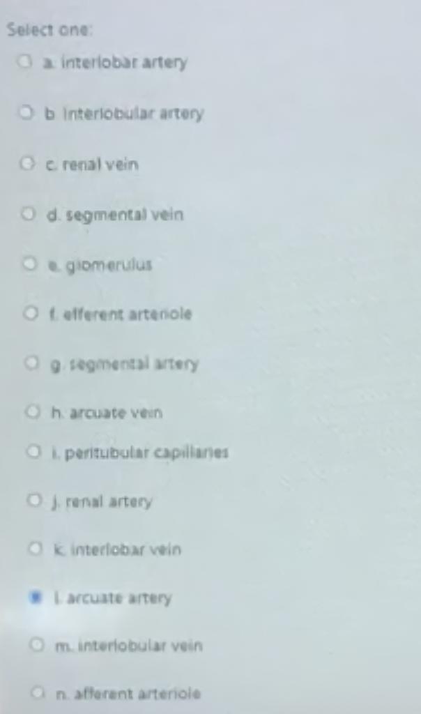 Solved Name this vessel: Select one: O a interlobar artery | Chegg.com
