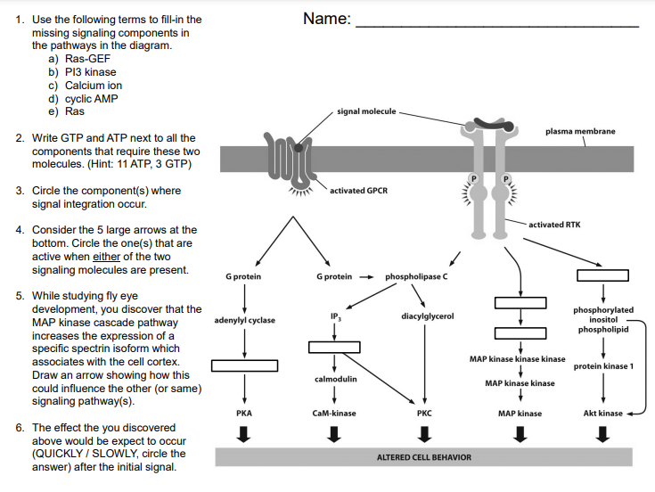 Solved 1. Use the following terms to fill-in the missing | Chegg.com