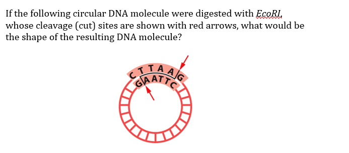 Solved If the following circular DNA molecule were digested | Chegg.com