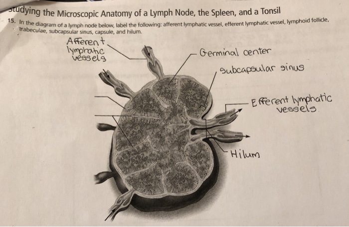 Solved ying the Microscopic Anatomy of a Lymph Node, the | Chegg.com