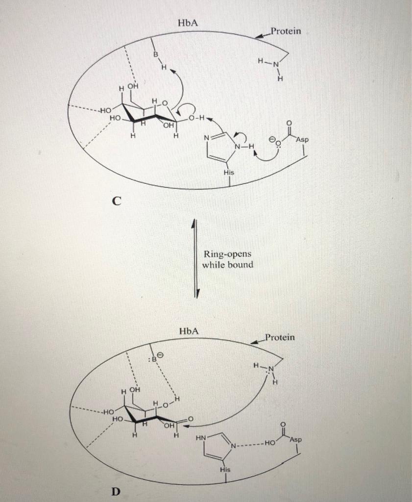 Solved In the intermediate C, what are the roles of Asp and | Chegg.com
