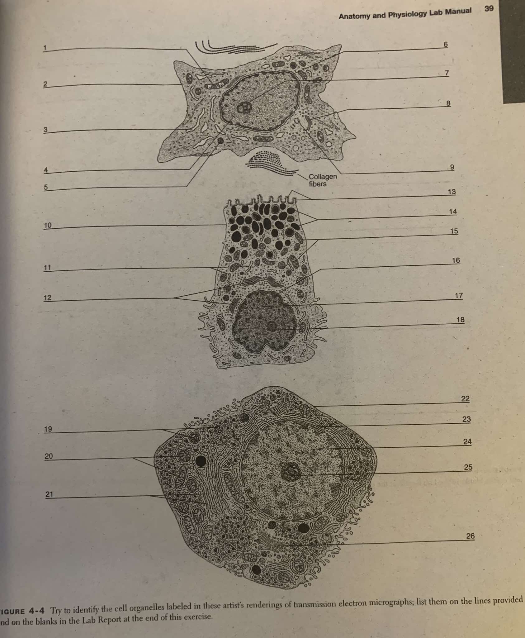 Solved Try to identify the cell organelles labeled in these | Chegg.com
