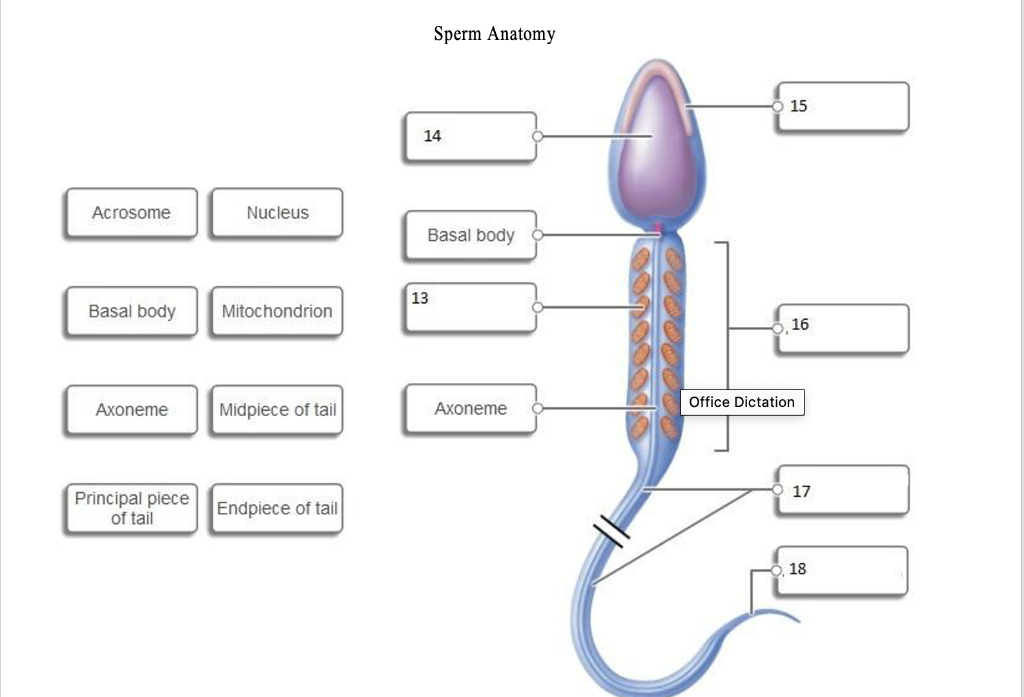 Solved Sperm Anatomy Axoneme Office Dictation | Chegg.com