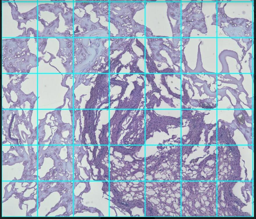 Solved Classify the tissues under each intersection of lines | Chegg.com