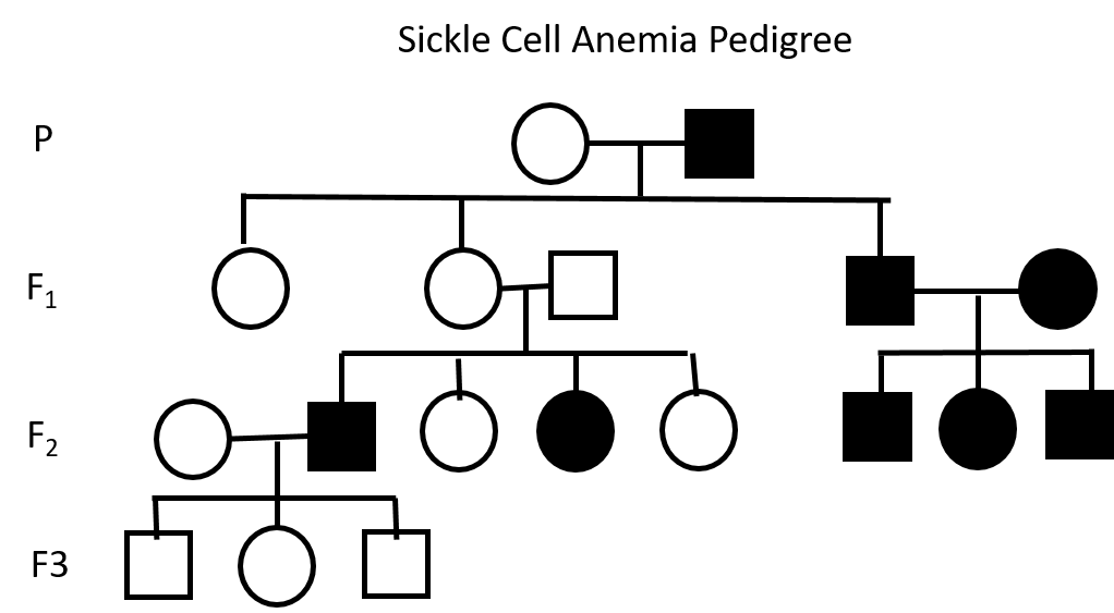 Solved Sickle Cell Disease is a recessive trait (h). | Chegg.com