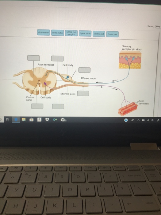 Solved Reset Help Sensory receptor (in skin) Axon terminal | Chegg.com