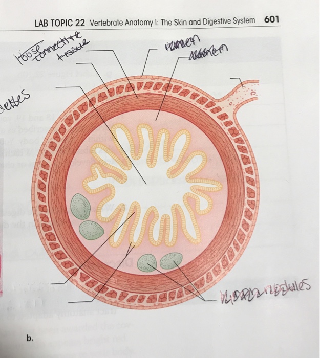 Solved LAB TOPIC 22 Vertebrate Anatomy l: The Skin and | Chegg.com
