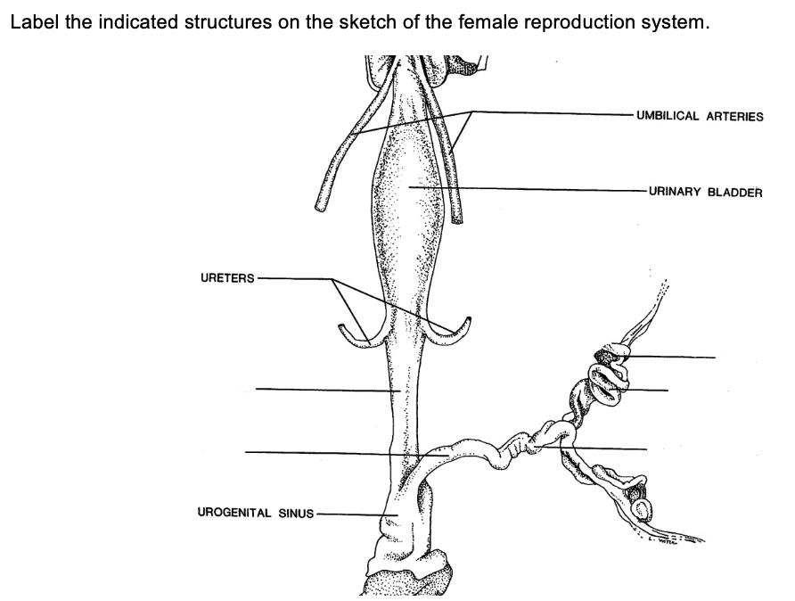 Solved Label the indicated structures on the sketch of the | Chegg.com