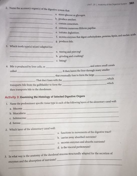 Solved 581 UNIT 28 | Anatomy of the Digestive System 2. Name | Chegg.com