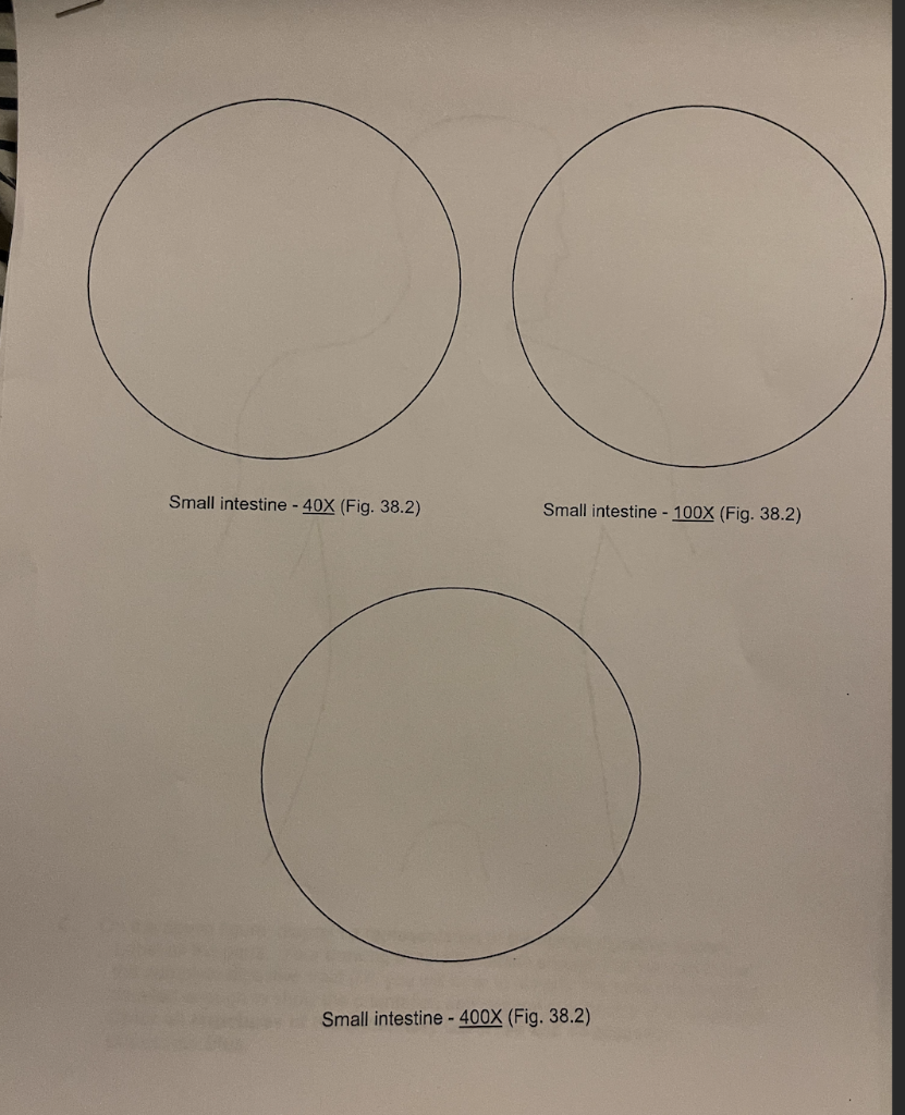 Solved Small intestine - 40X (Fig. 38.2) Small intestine - | Chegg.com