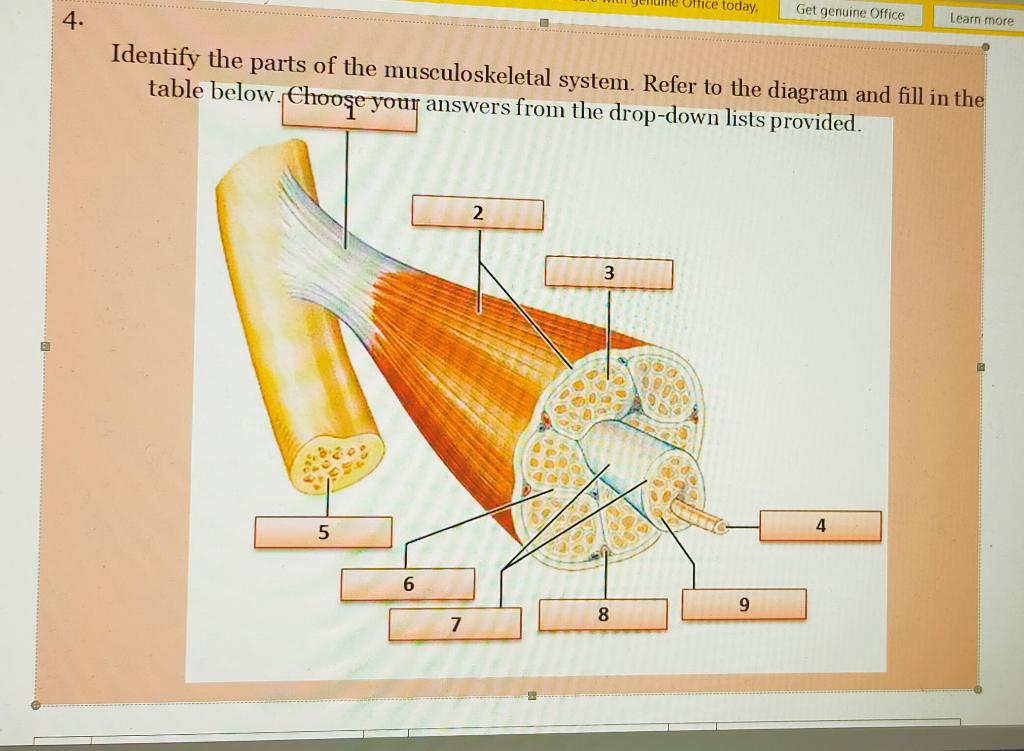 Solved Identify the parts of the musculoskeletal system. | Chegg.com