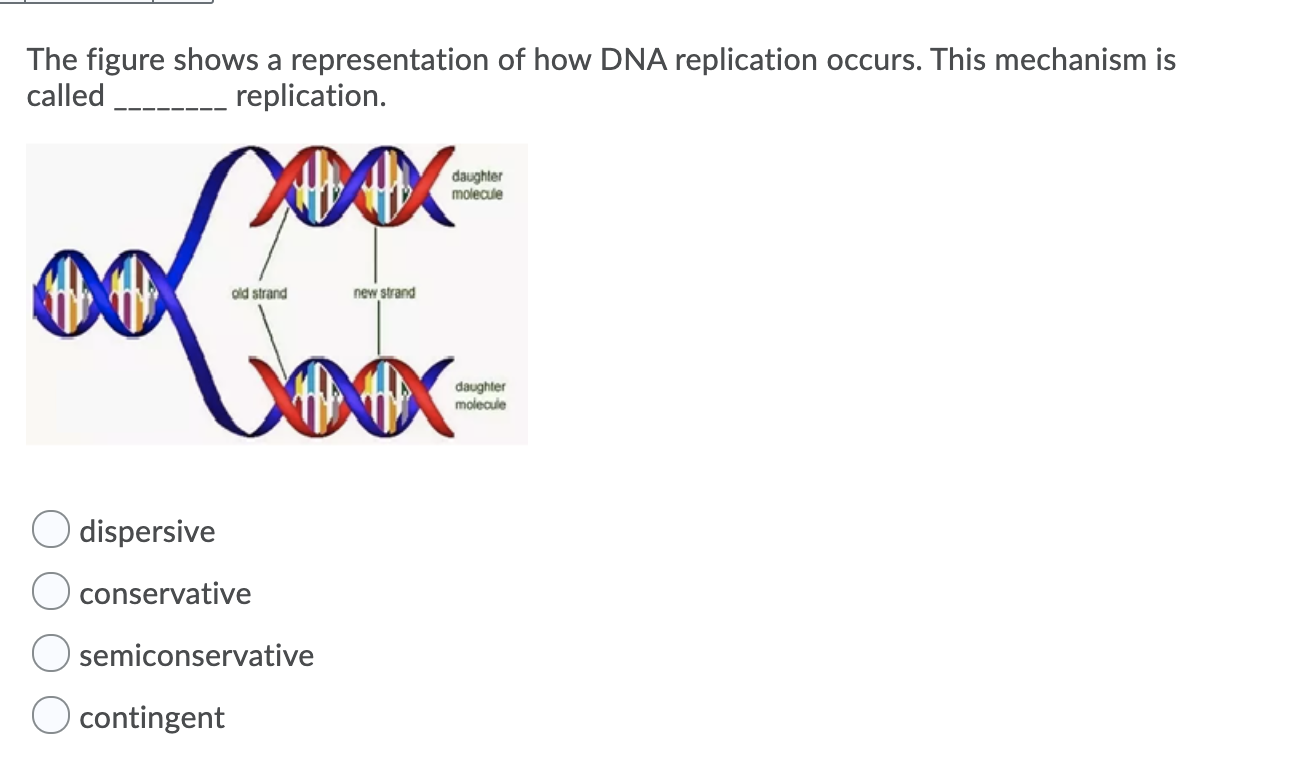 Solved The figure shows a representation of how DNA | Chegg.com