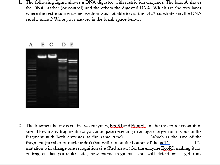 Solved 1. The following figure shows a DNA digested with | Chegg.com