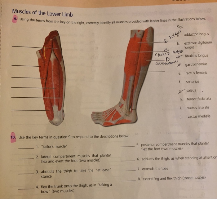 Solved Muscles Of The Lower Limb Review Sheet 13 Questions Chegg Solved Muscles Of The Lower Limb Review Sheet 13 Questions Chegg