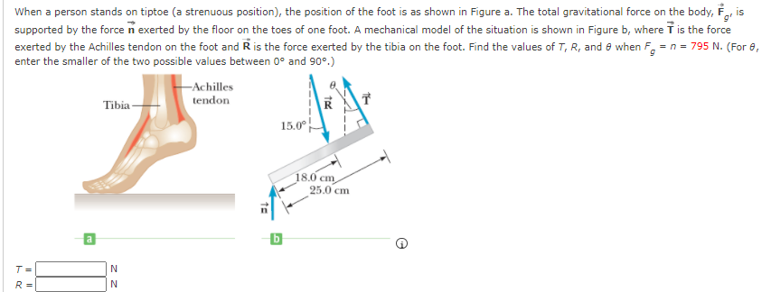 Solved When a person stands on tiptoe (a strenuous | Chegg.com