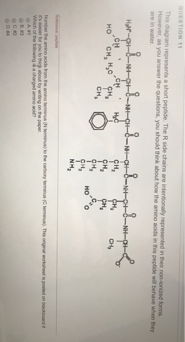 Solved QUESTION 11 This diagram represents a short peptide. | Chegg.com