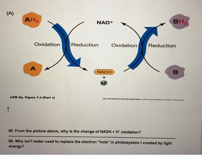 Solved: H2 BH2 NAD+ Oxidation Reduction Oxidation Reductio... | Chegg.com