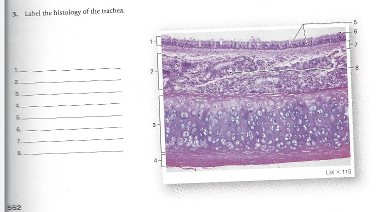 Lung Histology Labeled : Embryology And Histology Of The Lung, Note ... Lung Histology Labeled : Embryology And Histology Of The Lung, Note ...